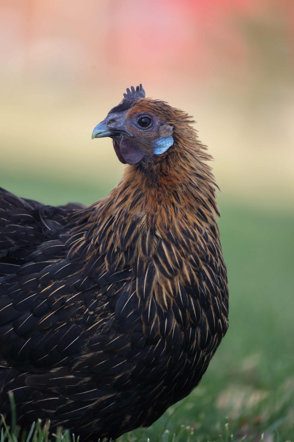Swedish Hedemora Chickens - Backyard Poultry